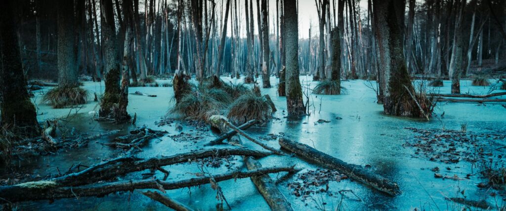 blue swamp_krystian-piatek-unsplash - Social Science Space